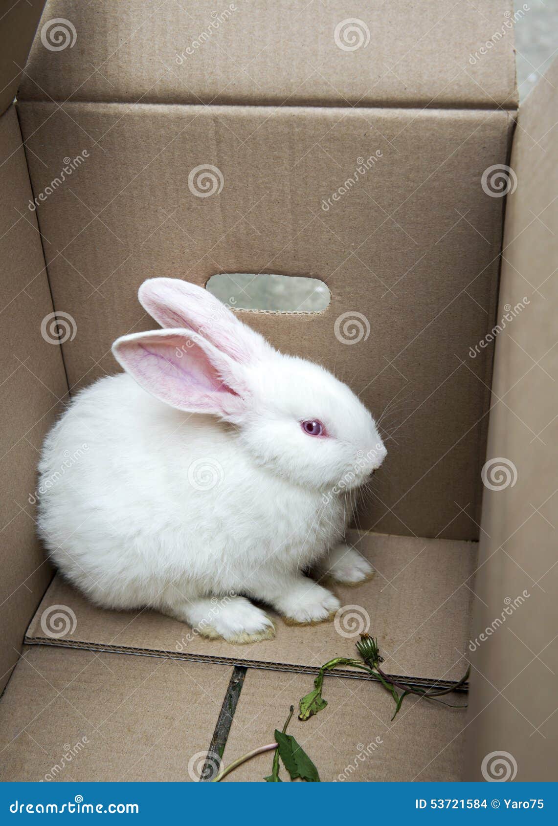 Rabbit in box stock photo. Image of body, domestic, mammals - 53721584