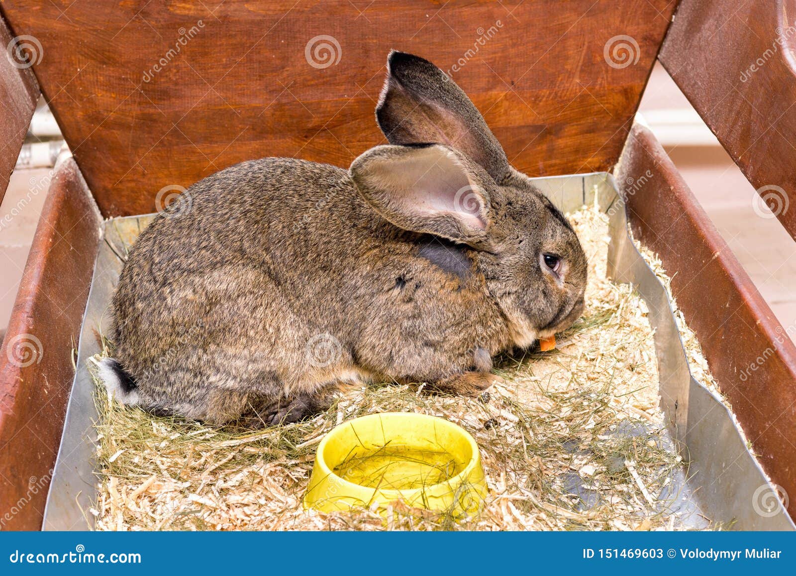 Rabbit of Breed Flanders in a Cage Eats Carrots_ Stock Image - Image of ...