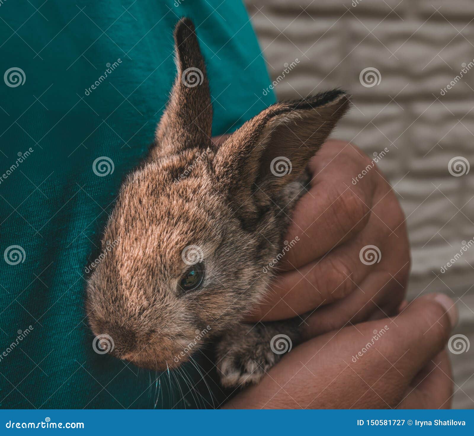 Rabbit Breeding Concept. Mens Hands Hold a Rabbit Cub in the Sunlight ...