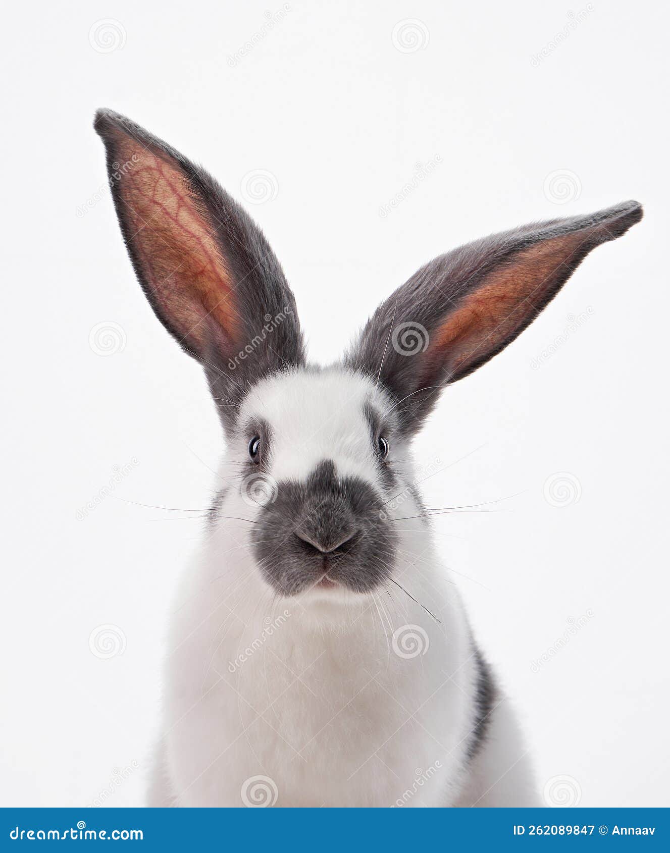 Rabbit on a Bright White Background. Funny Animal Stock Image - Image ...