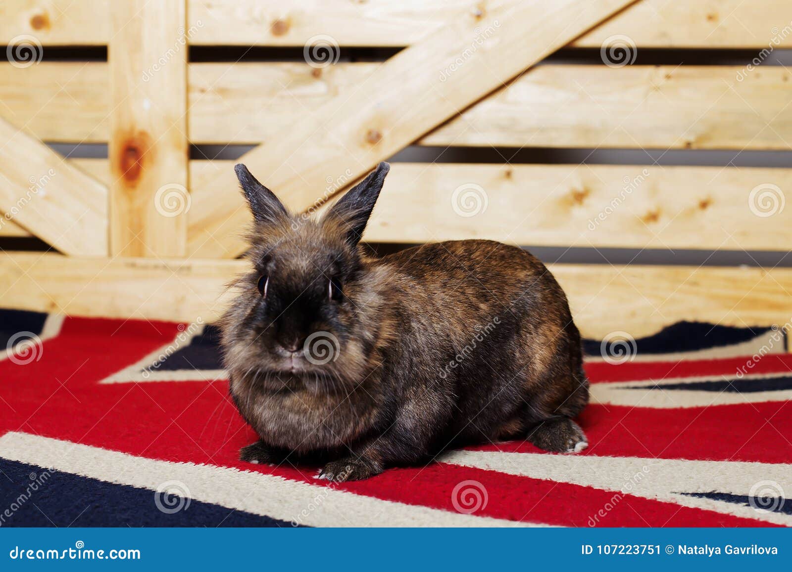 Brown fluffy rabbit stock image. Image of adorable, baby - 107223751