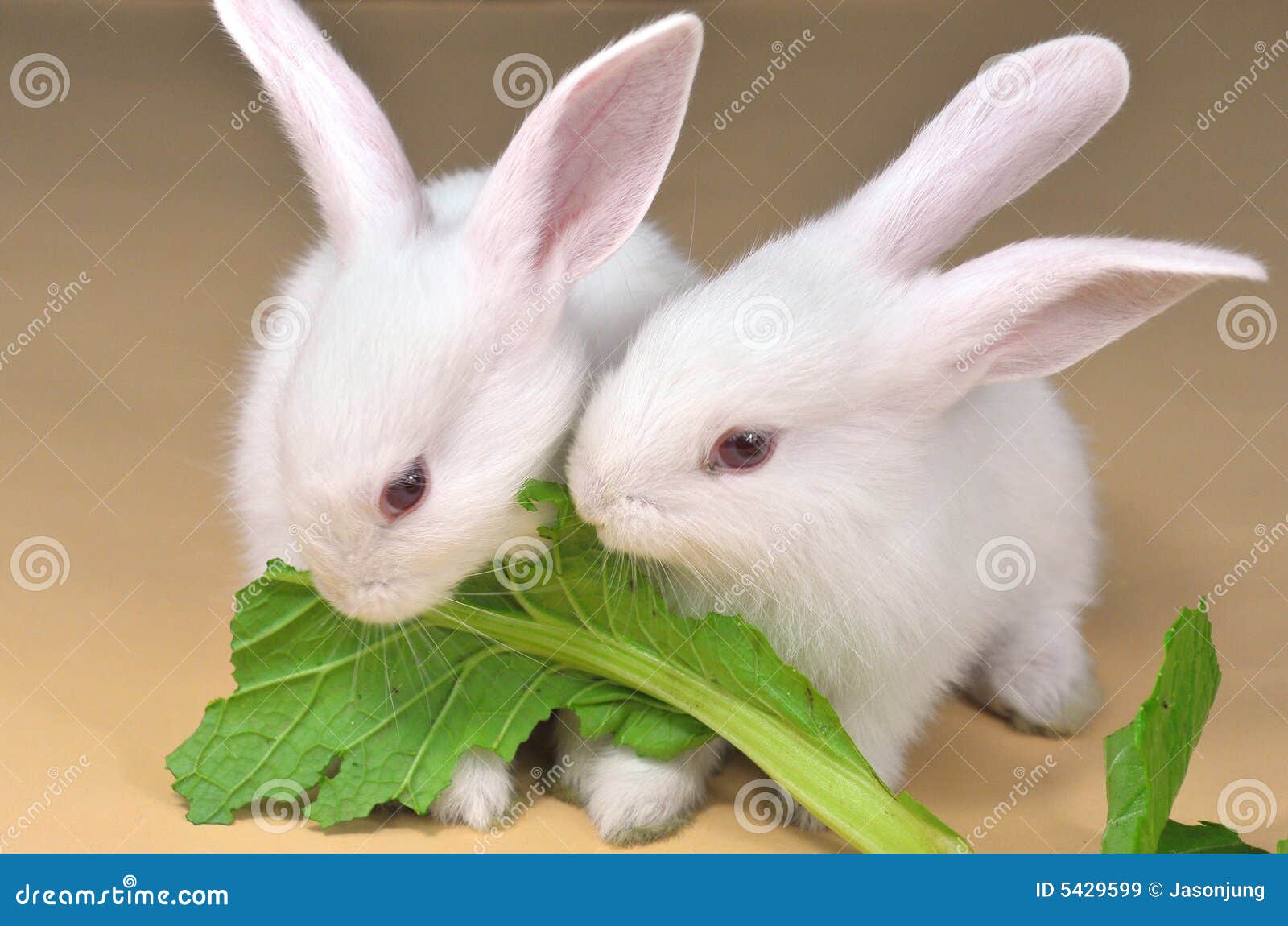 Rabbit brother stock image. Image of rabbit, peace, cony - 5429599