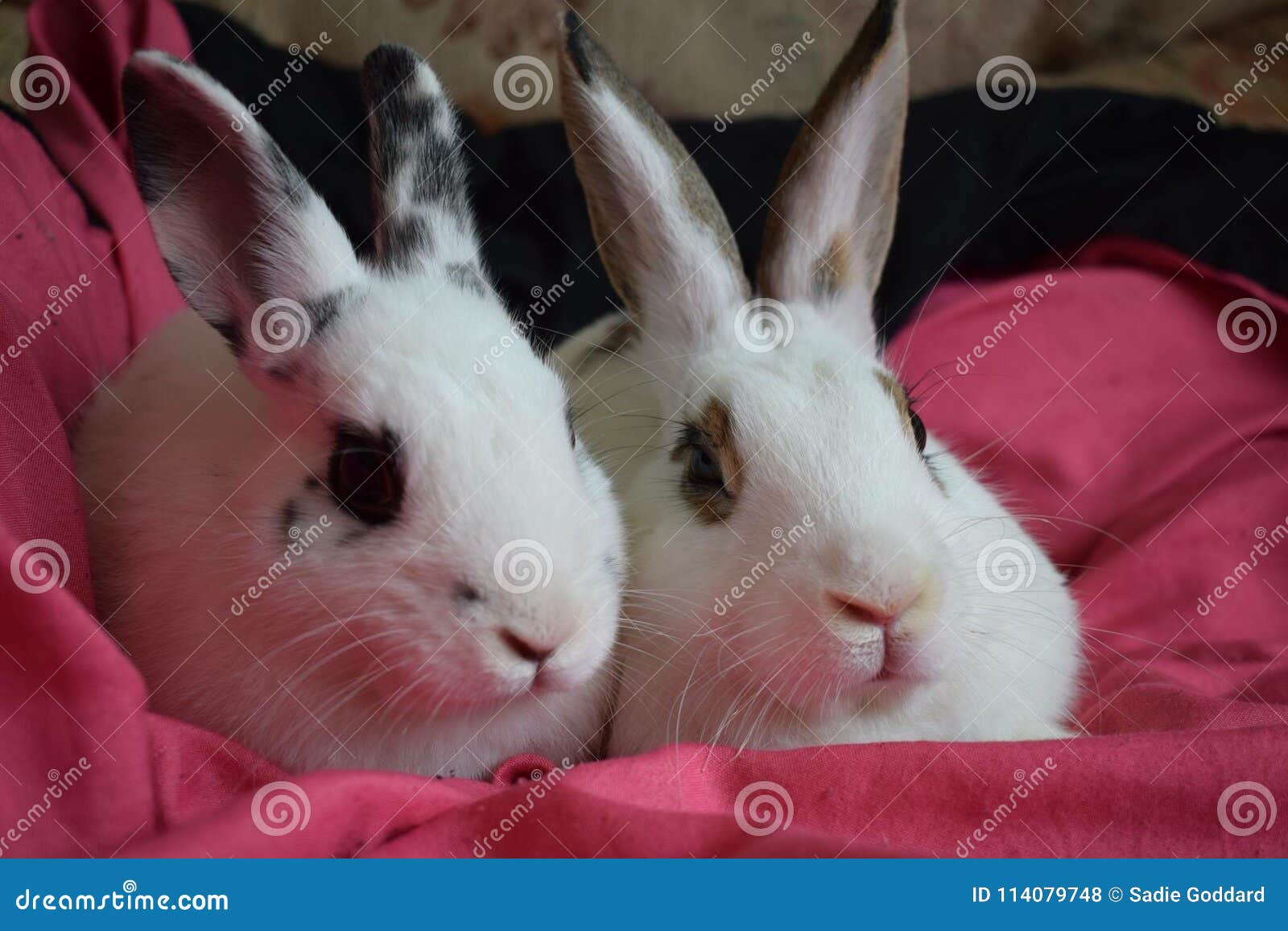Bunny brothers stock photo. Image of cuddling, animal - 114079748