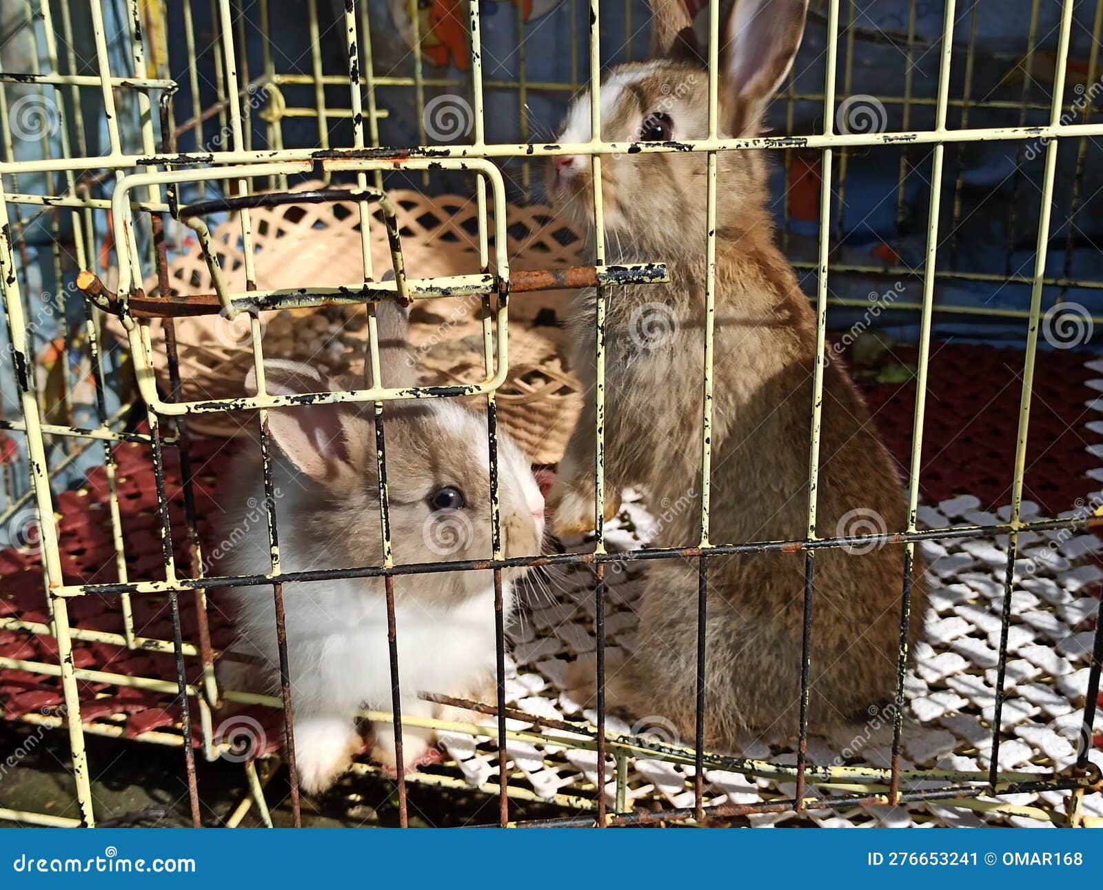 Rabbit Brothers Playing Together Stock Image - Image of recreation ...