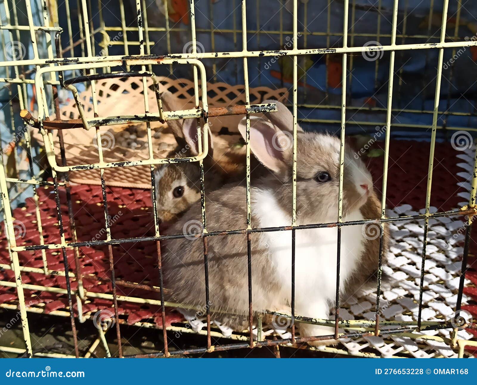 Rabbit Brothers Playing Together II Stock Photo - Image of playing ...