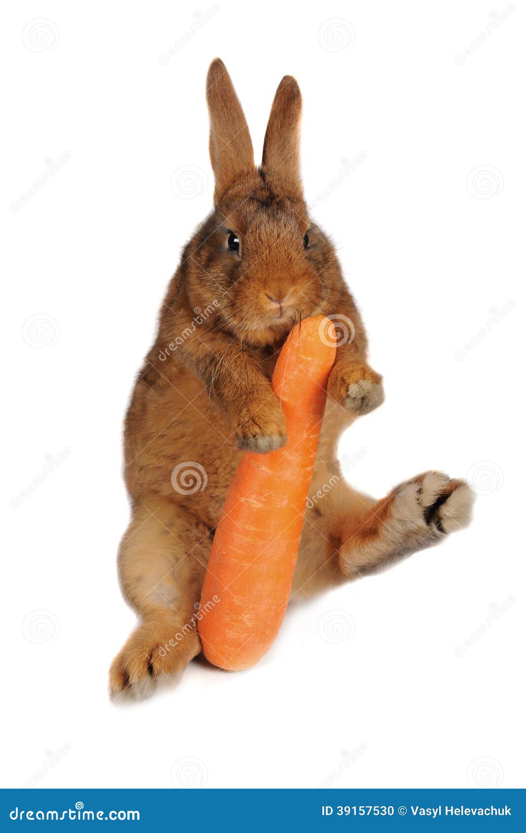 Rabbit stock photo. Image of animal, innocence, childhood - 39157530