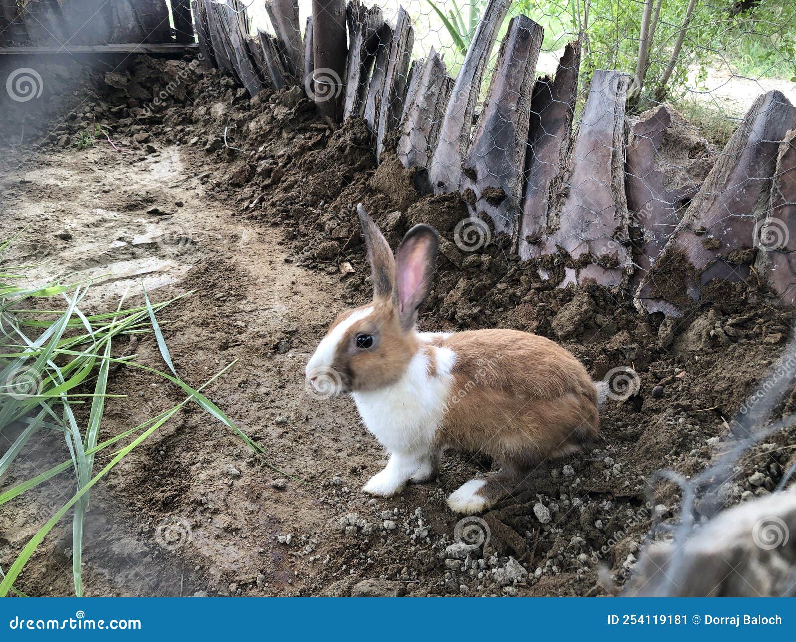 Rabbit stock image. Image of long, brown, colour, rabbit - 254119181