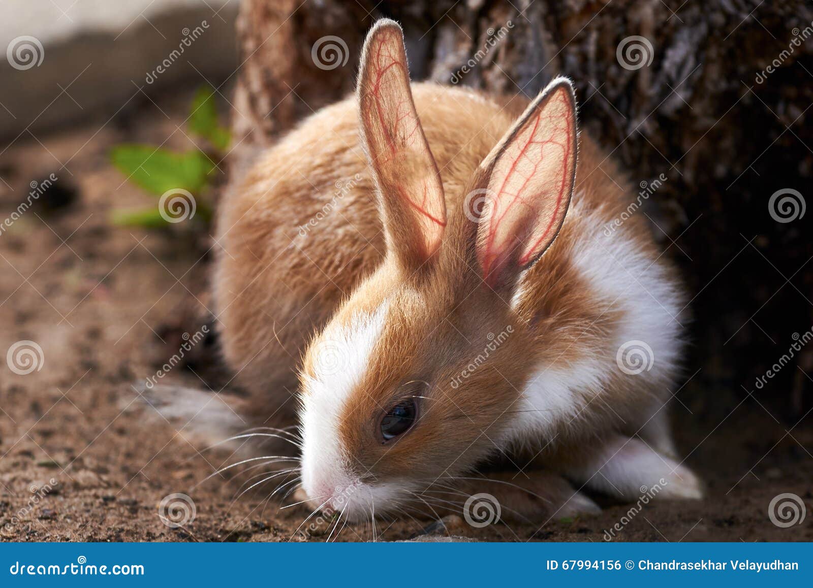 Rabbit stock photo. Image of animal, baby, brown, bunny - 67994156