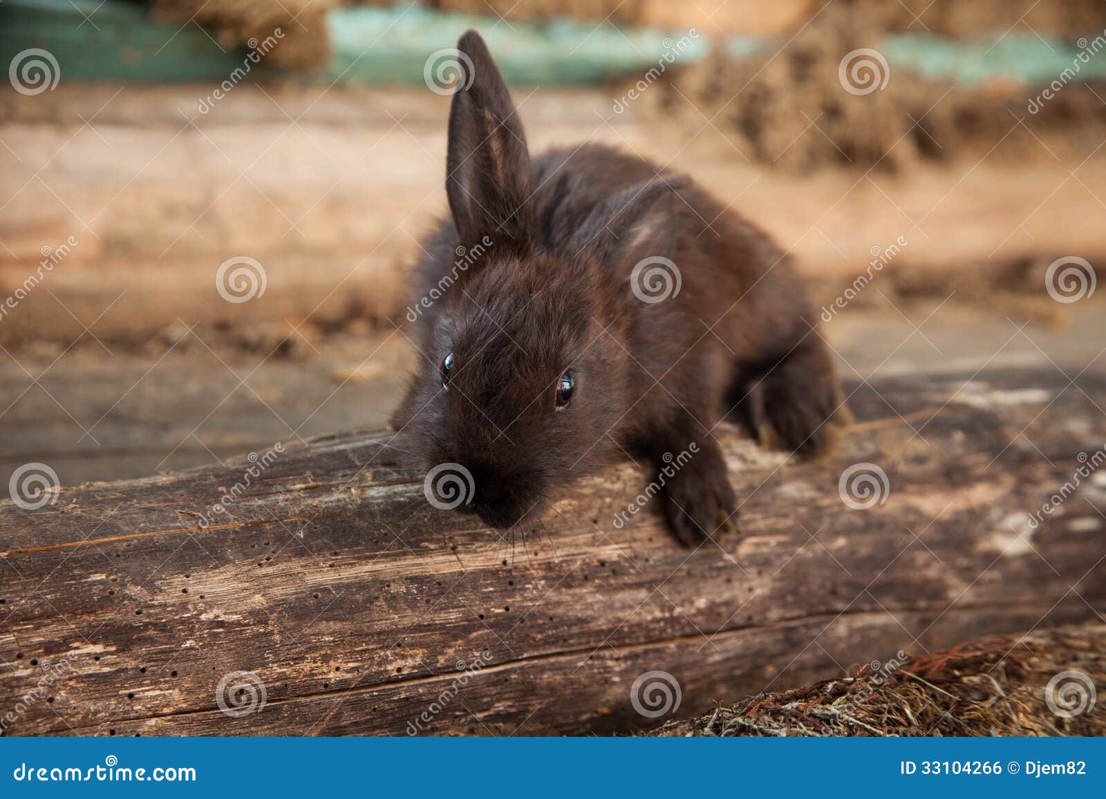 Rabbit bunny cute stock photo. Image of muzzle, green - 33104266