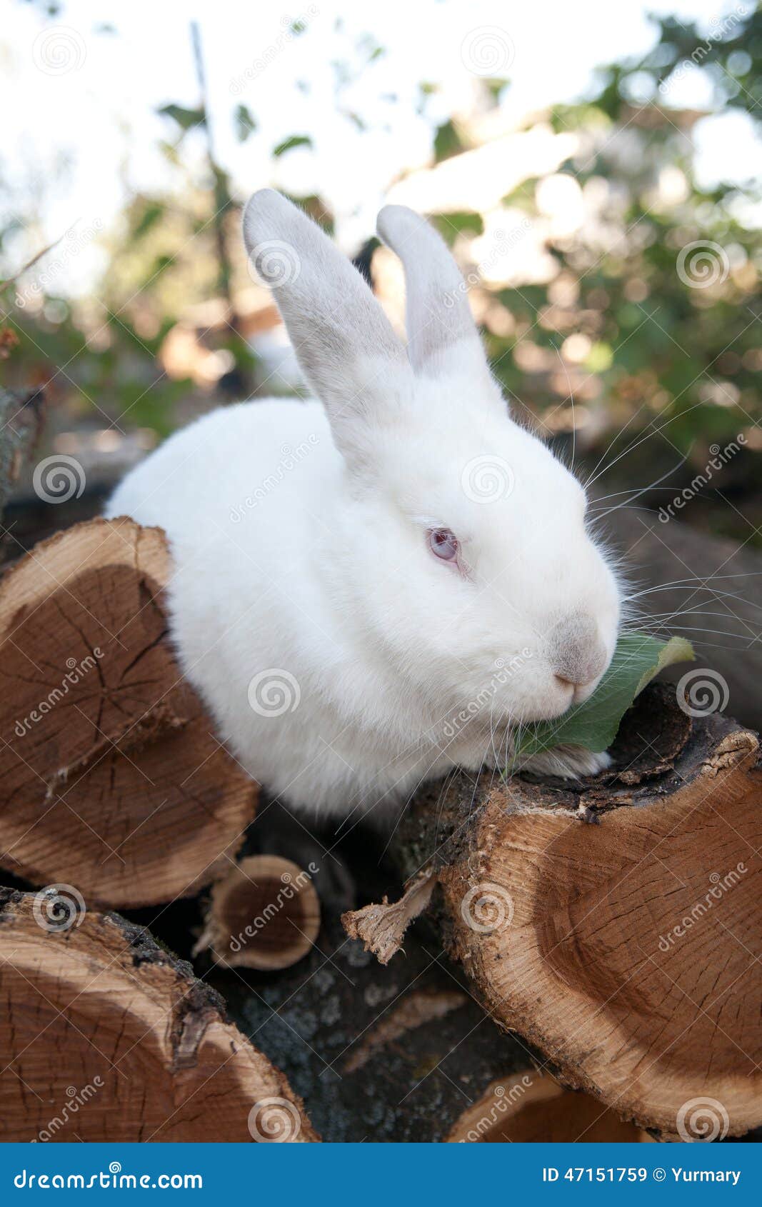 Rabbit bunny in the garden stock image. Image of wood - 47151759