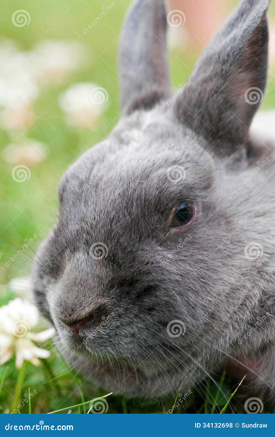 Rabbit bunny stock photo. Image of nature, farm, green - 34132698