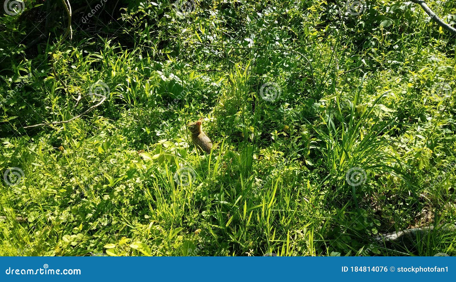 Rabbit or Bunny in Green Grass and Plants Stock Photo - Image of rabbit ...