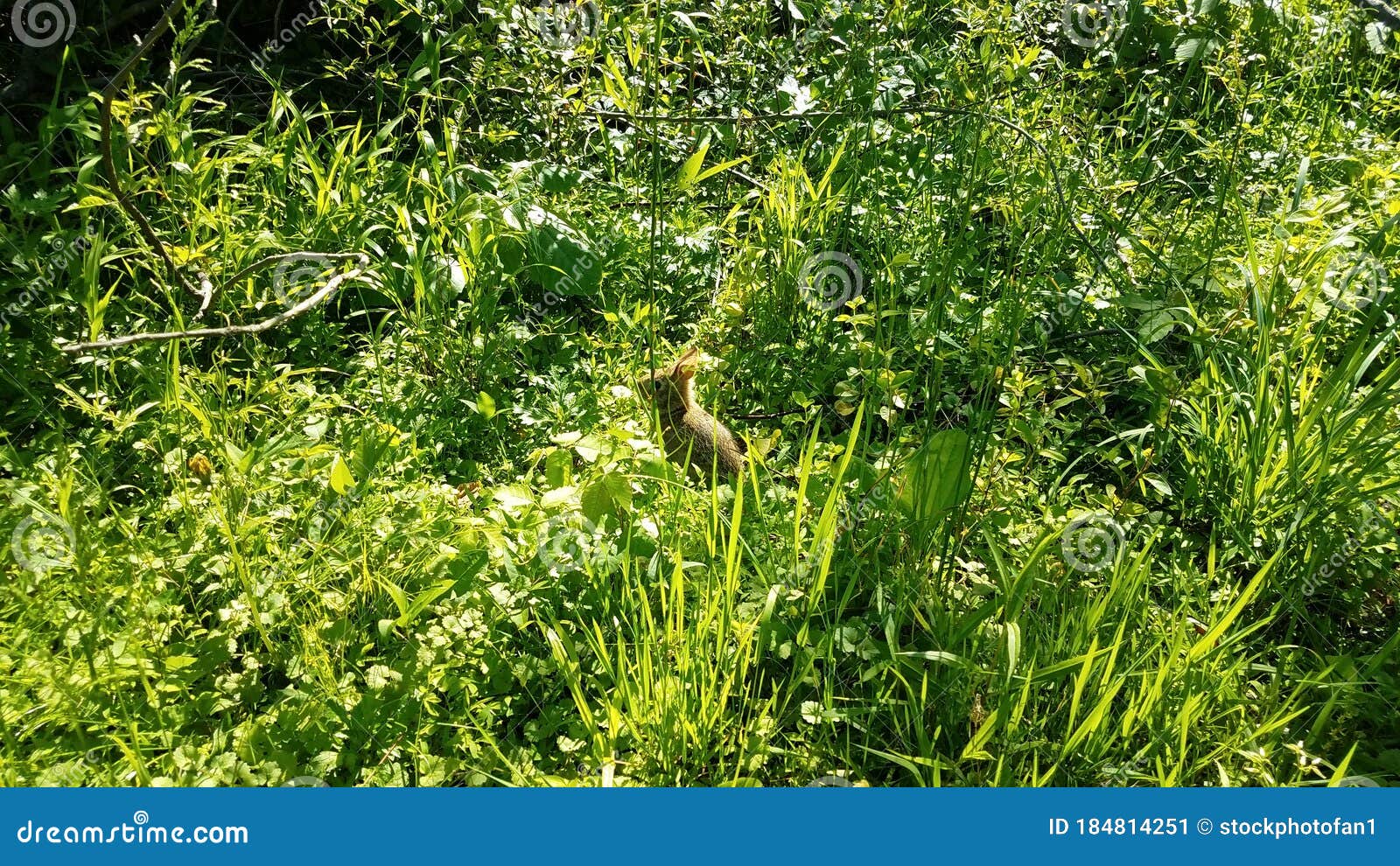 Rabbit or Bunny in Green Grass and Plants Stock Image - Image of rabbit ...