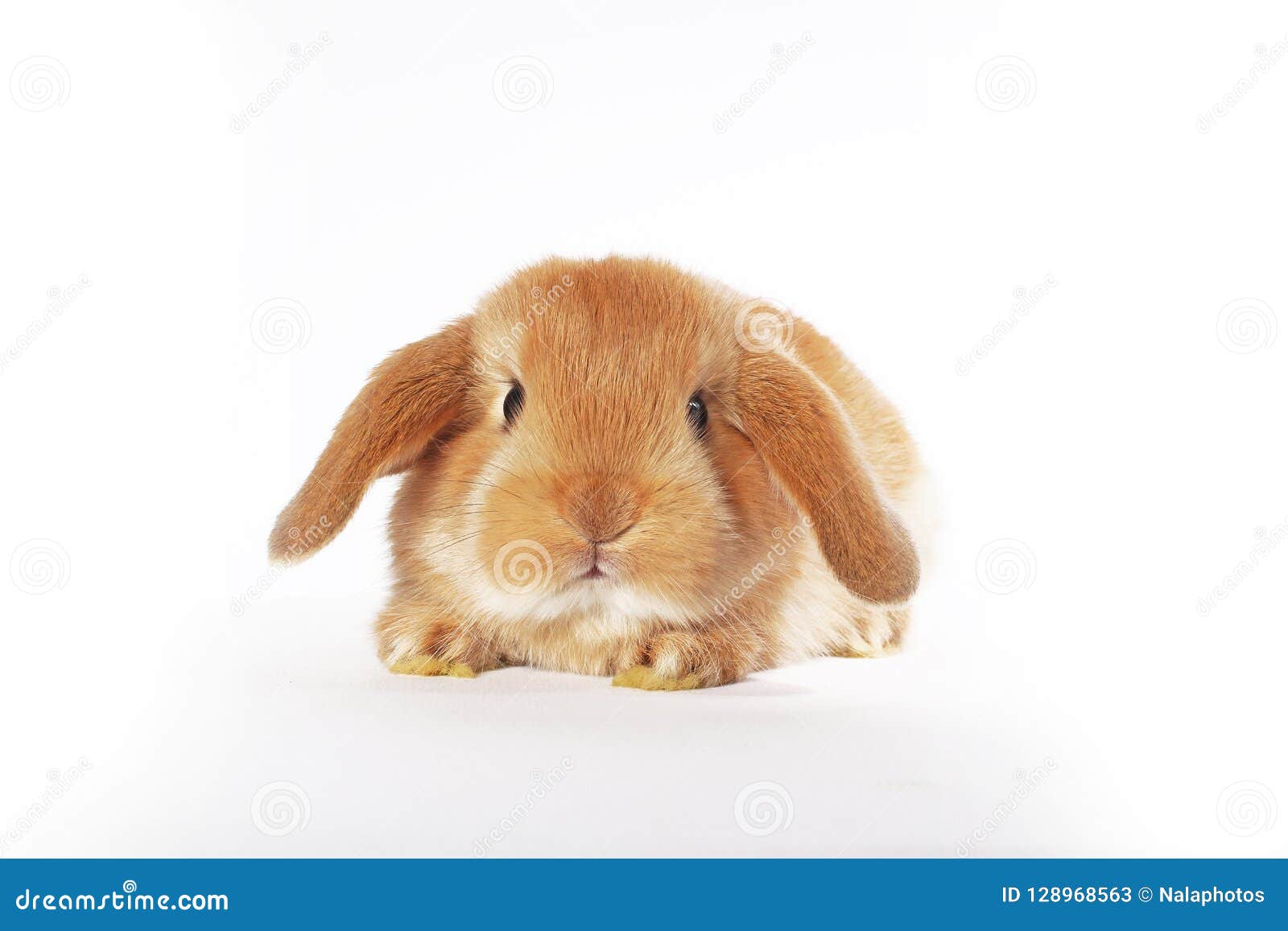Rabbit Bunny Orange Lop Young Rabbit Kit on Isolated White Background ...