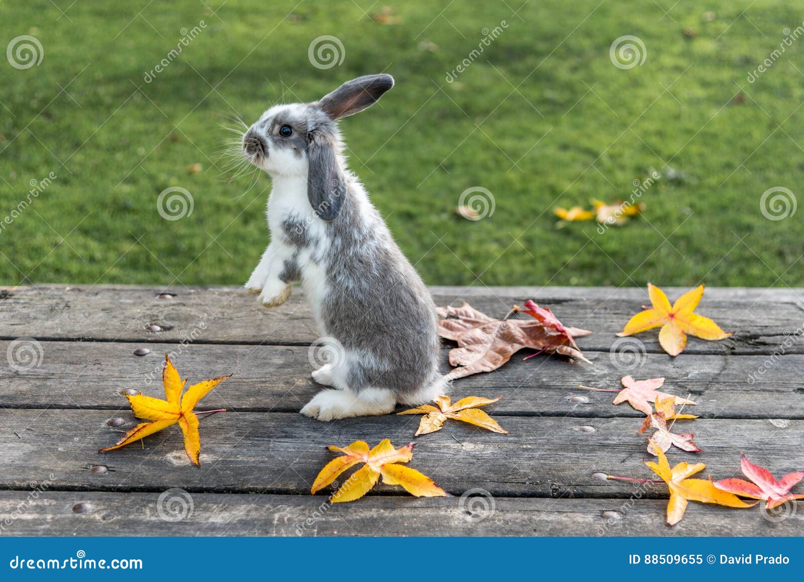 Rabbit, bunny outdoor stock image. Image of white, rabbit - 88509655