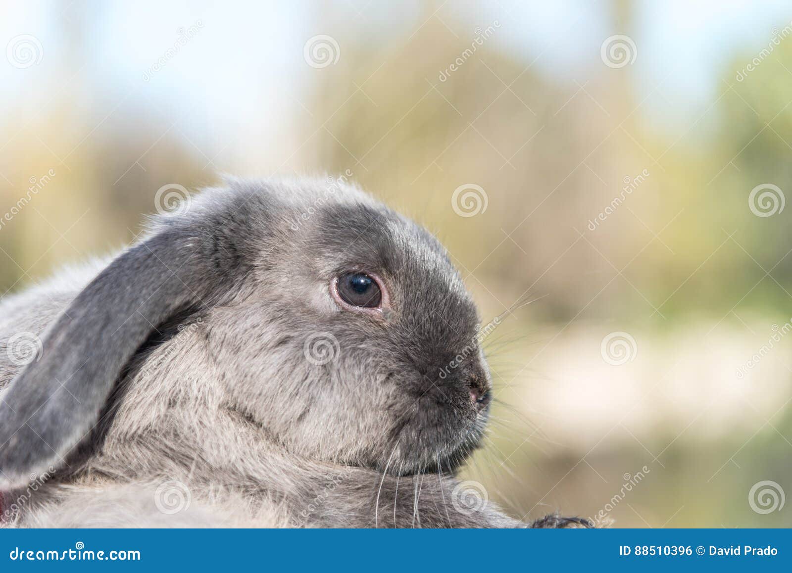 Rabbit, bunny outdoor stock photo. Image of little, eating - 88510396