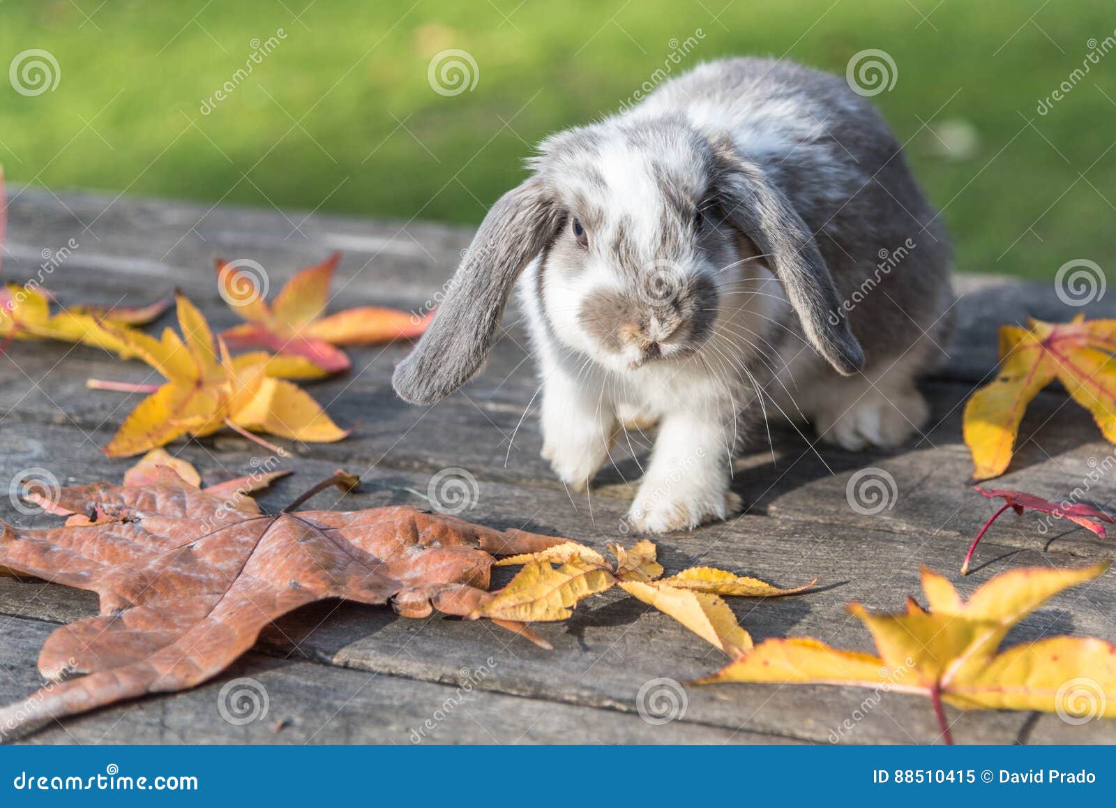Rabbit, bunny outdoor stock image. Image of young, rodent - 88510415