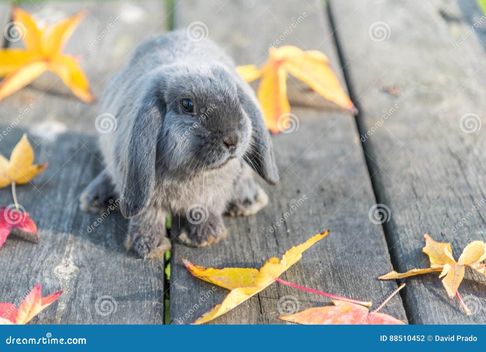 Rabbit, bunny outdoor stock photo. Image of bunny, grass - 88510452