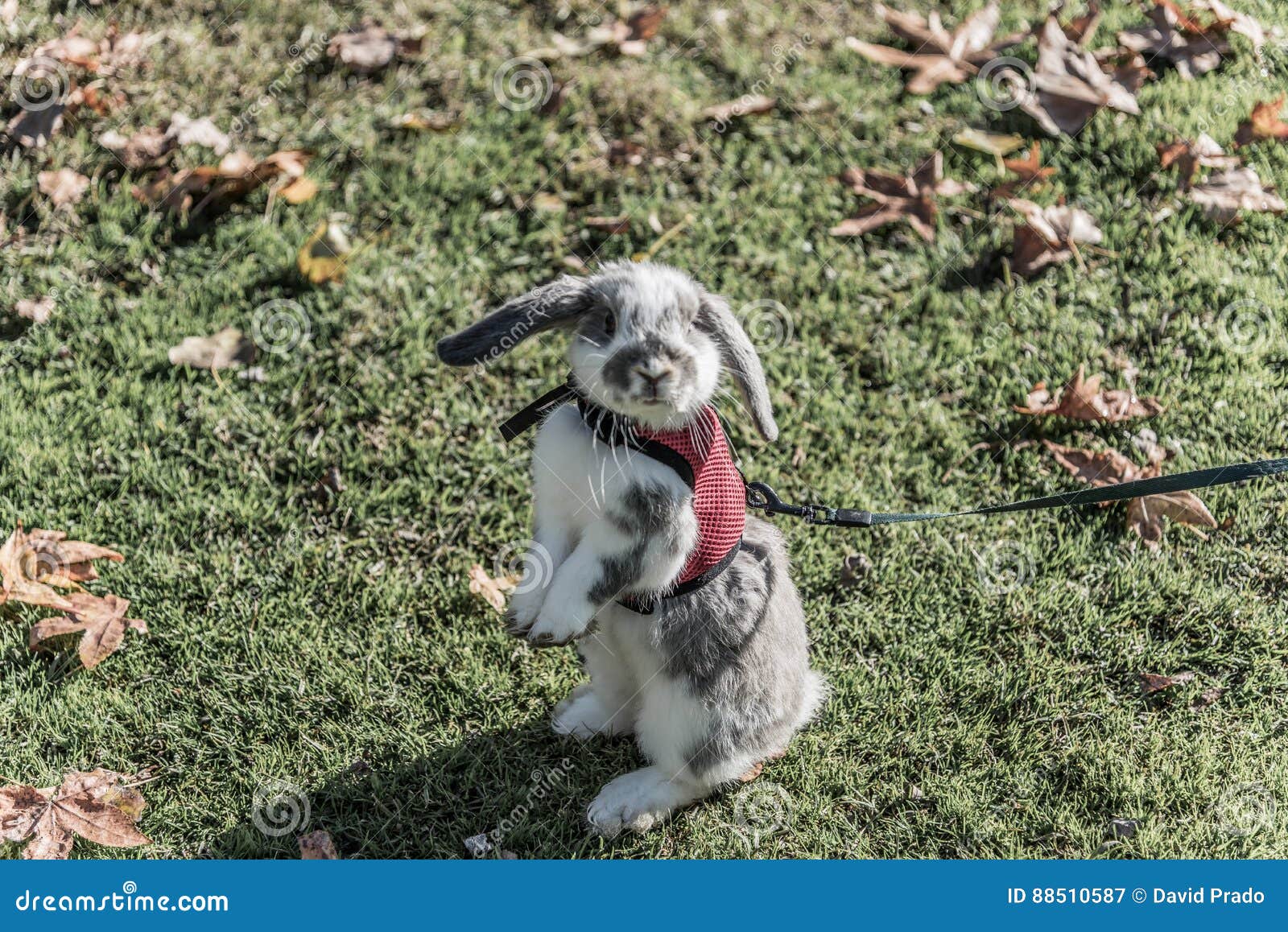 Rabbit, bunny outdoor stock image. Image of grass, nature - 88510587