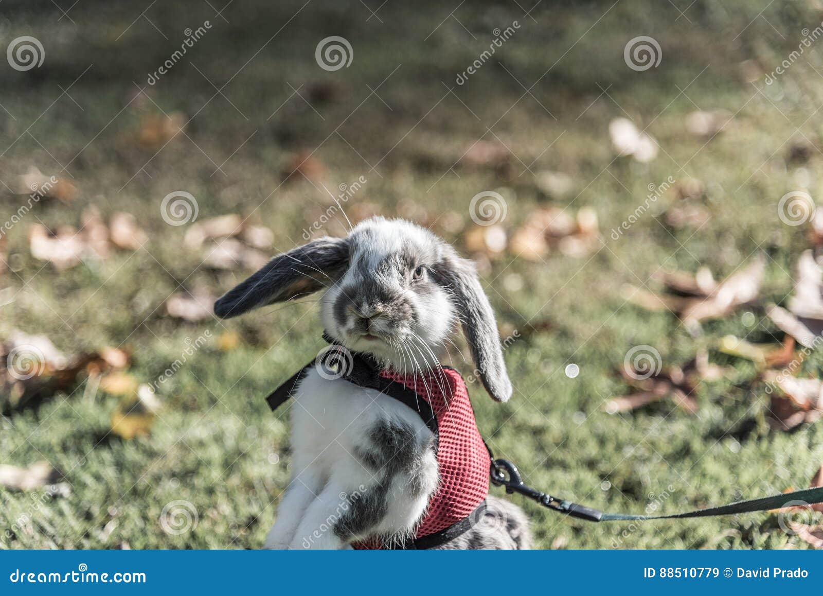 Rabbit, bunny outdoor stock image. Image of domestic - 88510779