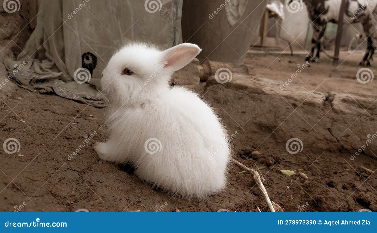 Rabbit Bunny in Pakistan New Born Baby Stock Photo - Image of born ...