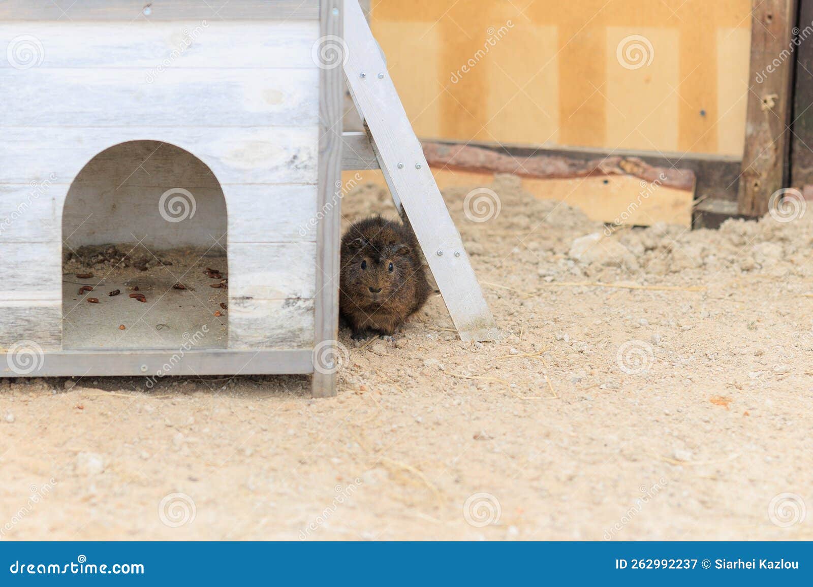Rabbit Bunny on the Sand in a Paddock on a Summer Day Stock Image ...
