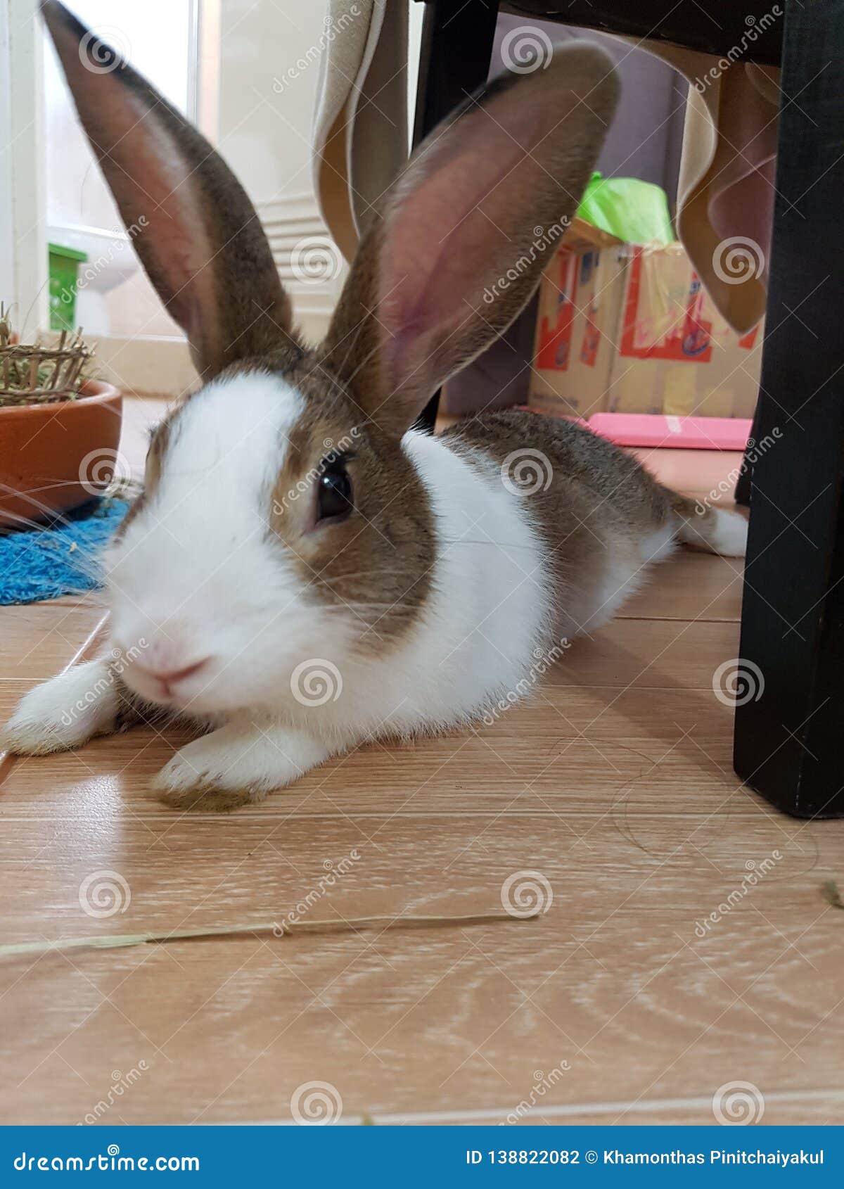 Rabbit bunny sitting stock photo. Image of rabbits, beauty - 138822082