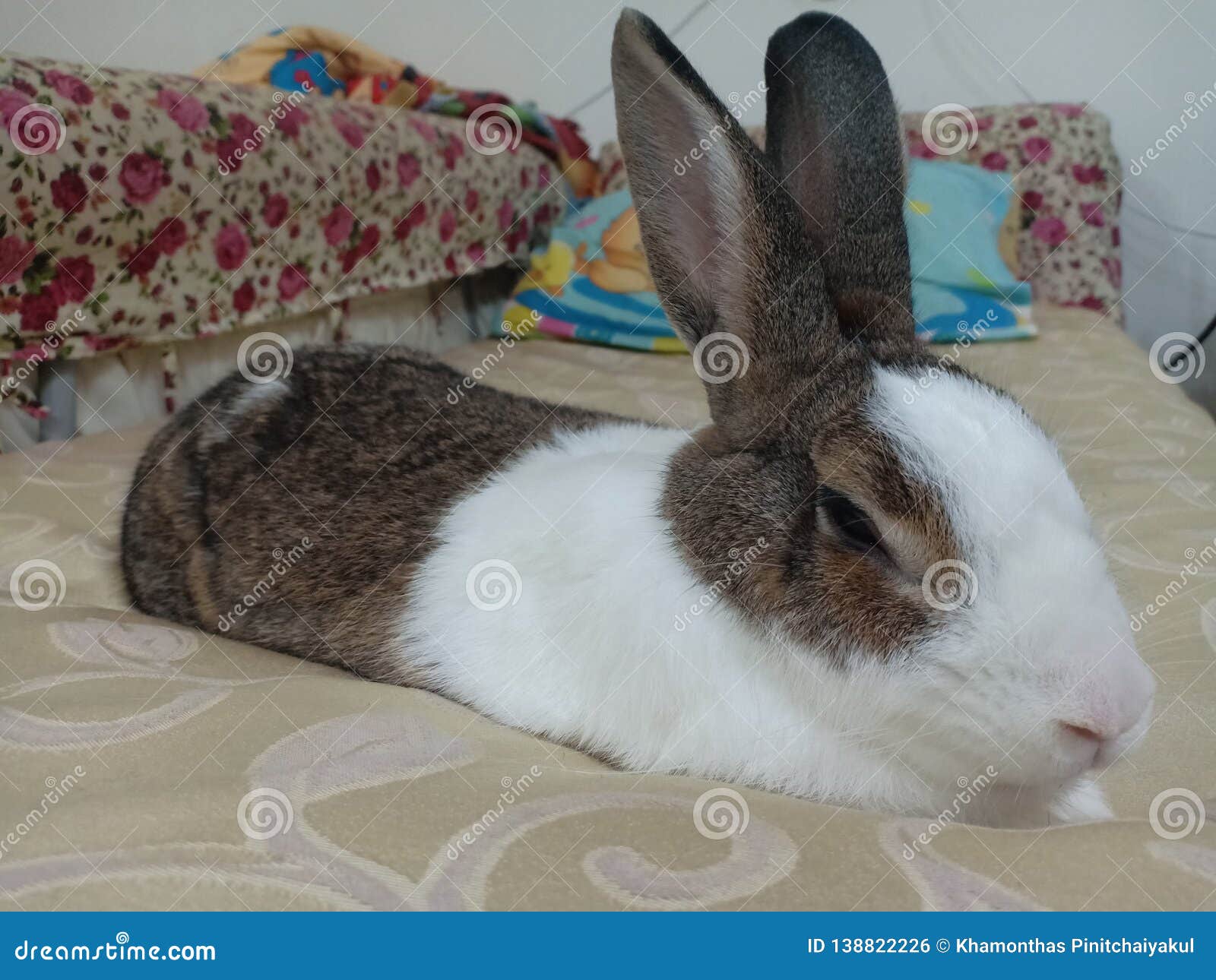 Rabbit bunny sleeping stock photo. Image of cottontail - 138822226