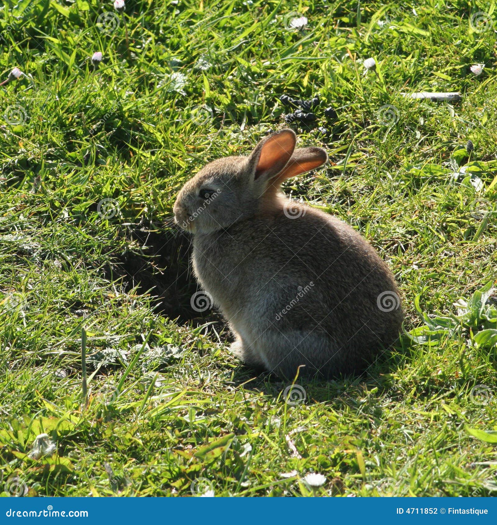 340 Rabbit Burrow Grass Stock Photos - Free & Royalty-Free Stock Photos ...