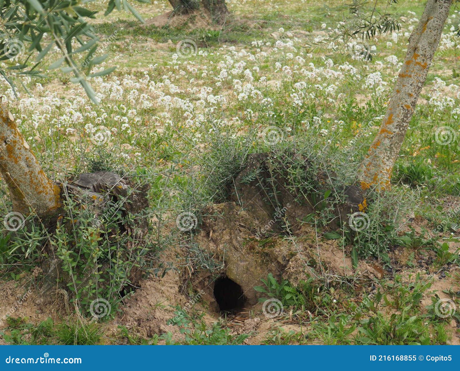 Burrow between Olive Trees, Lleida, Spain, Europe Stock Image - Image ...