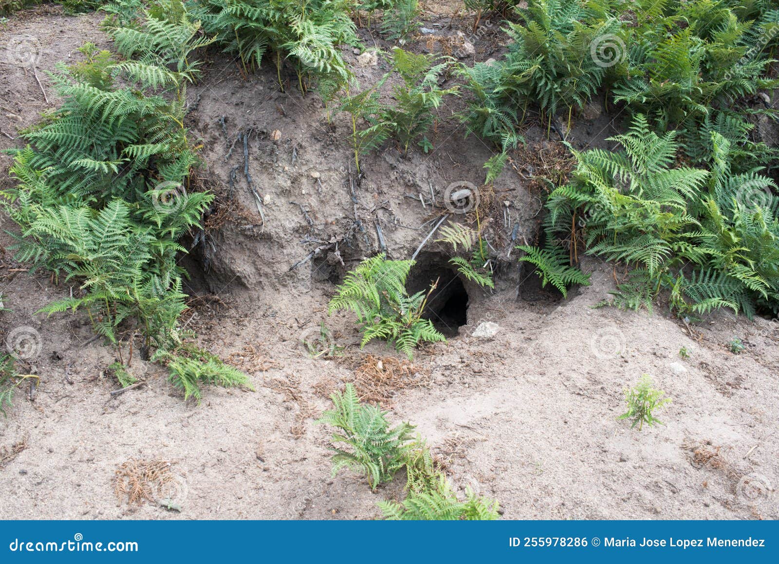 Rabbit Burrows in the Atlantic Coast. France Stock Photo - Image of ...