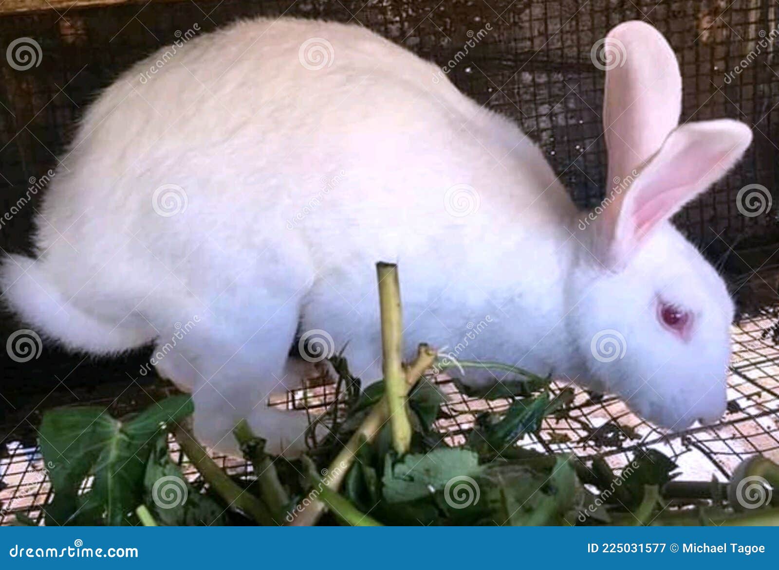 Rabbit busy eating food. stock image. Image of looking - 225031577