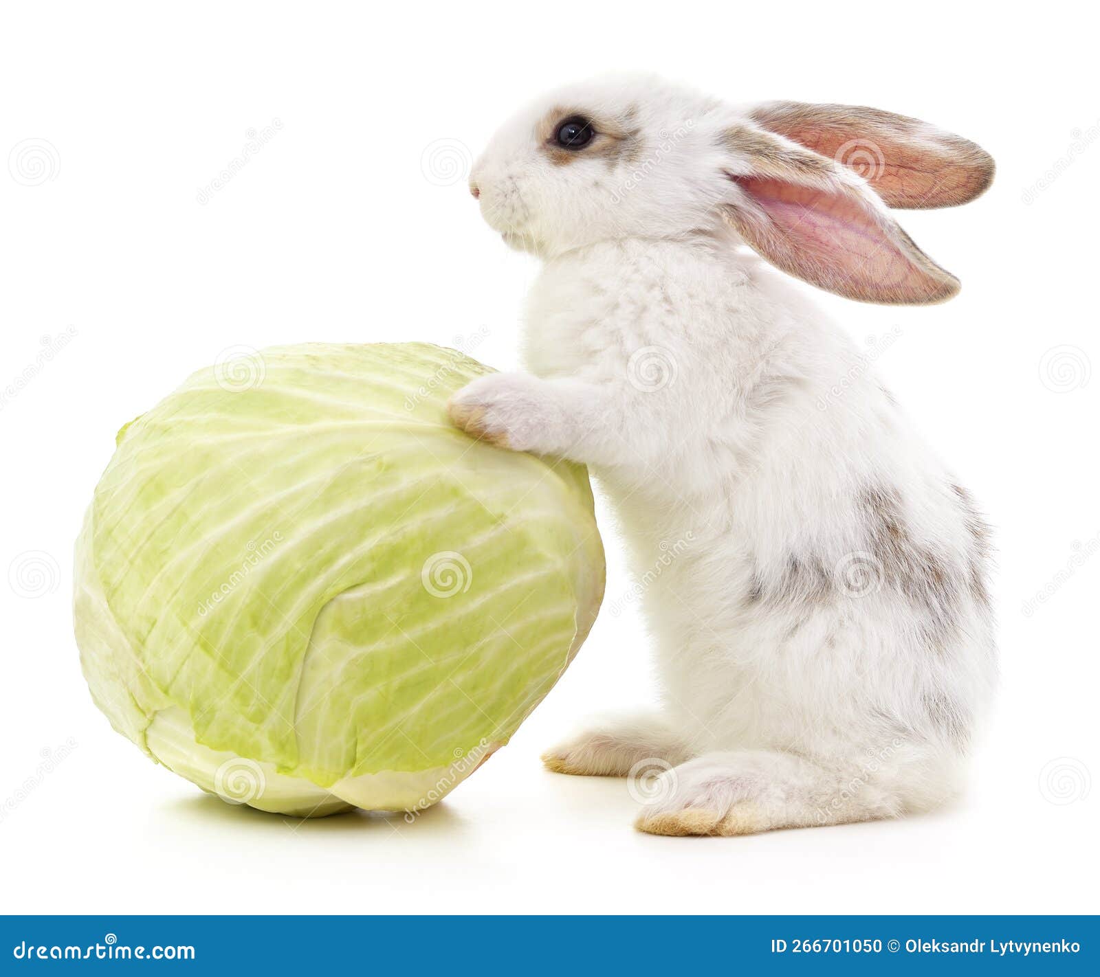 Rabbit and cabbage stock photo. Image of mammals, salad - 266701050