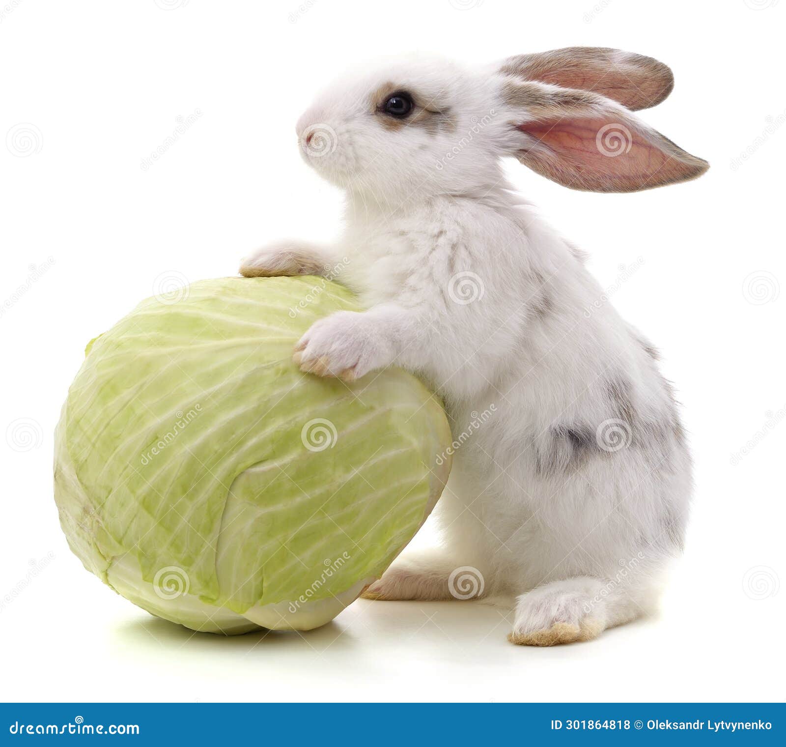 Rabbit and cabbage stock photo. Image of rabbit, pair - 301864818