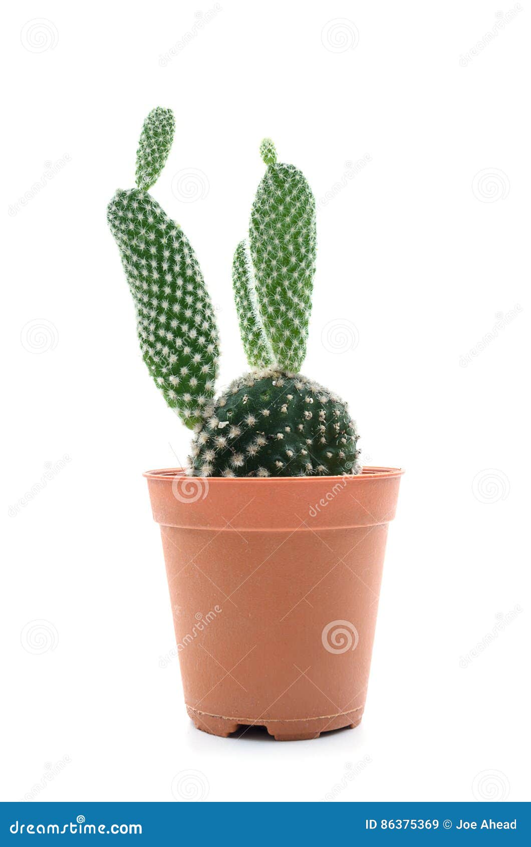 A Rabbit Cactus. stock image. Image of plant, isolated - 86375369