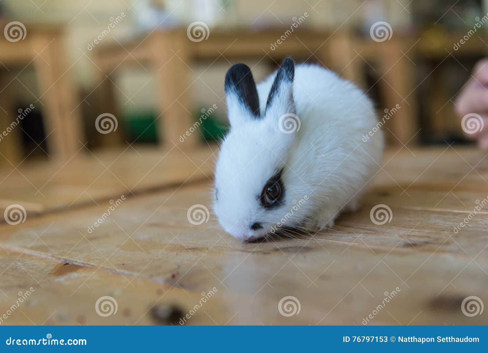 Rabbit in the cafe stock image. Image of dark, feed, fluffy - 76797153