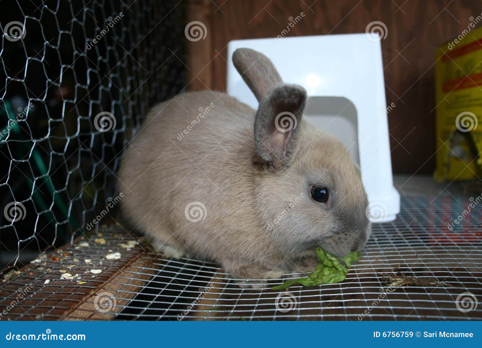 Rabbit in Cage 3 stock image. Image of floppy, cuddly - 6756759