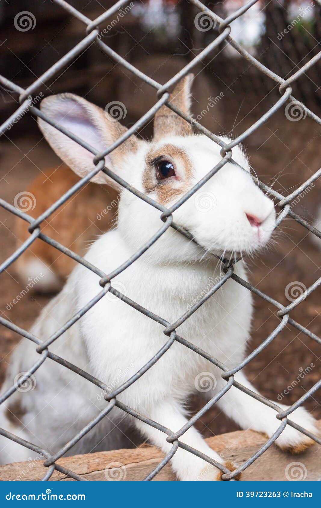 Rabbit in a Cage stock image. Image of breed, loneliness - 39723263