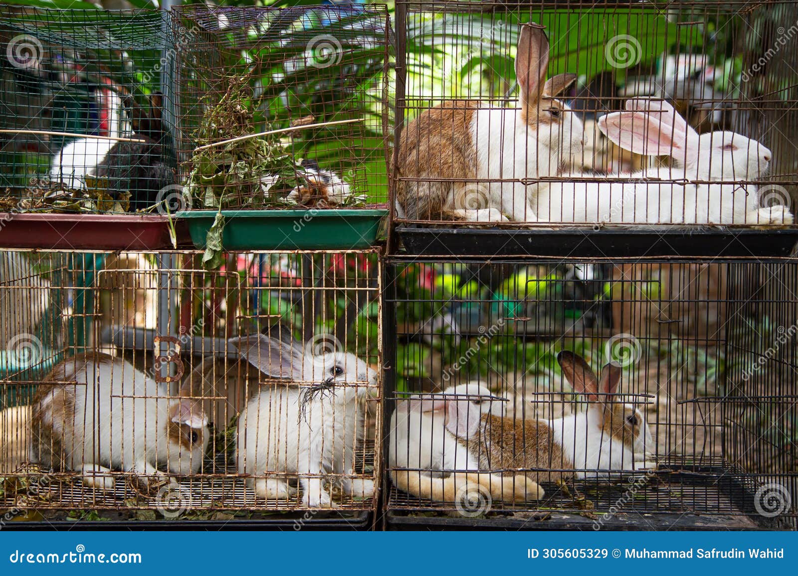 Rabbit in a Cage at Animal Market Stock Image - Image of small, grass ...
