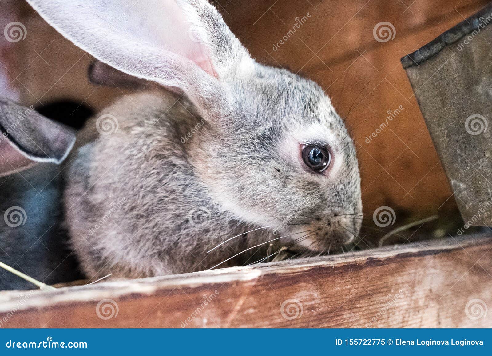 Rabbit in the Cage. Big Rabbit Ears Stock Image - Image of brown, hare ...