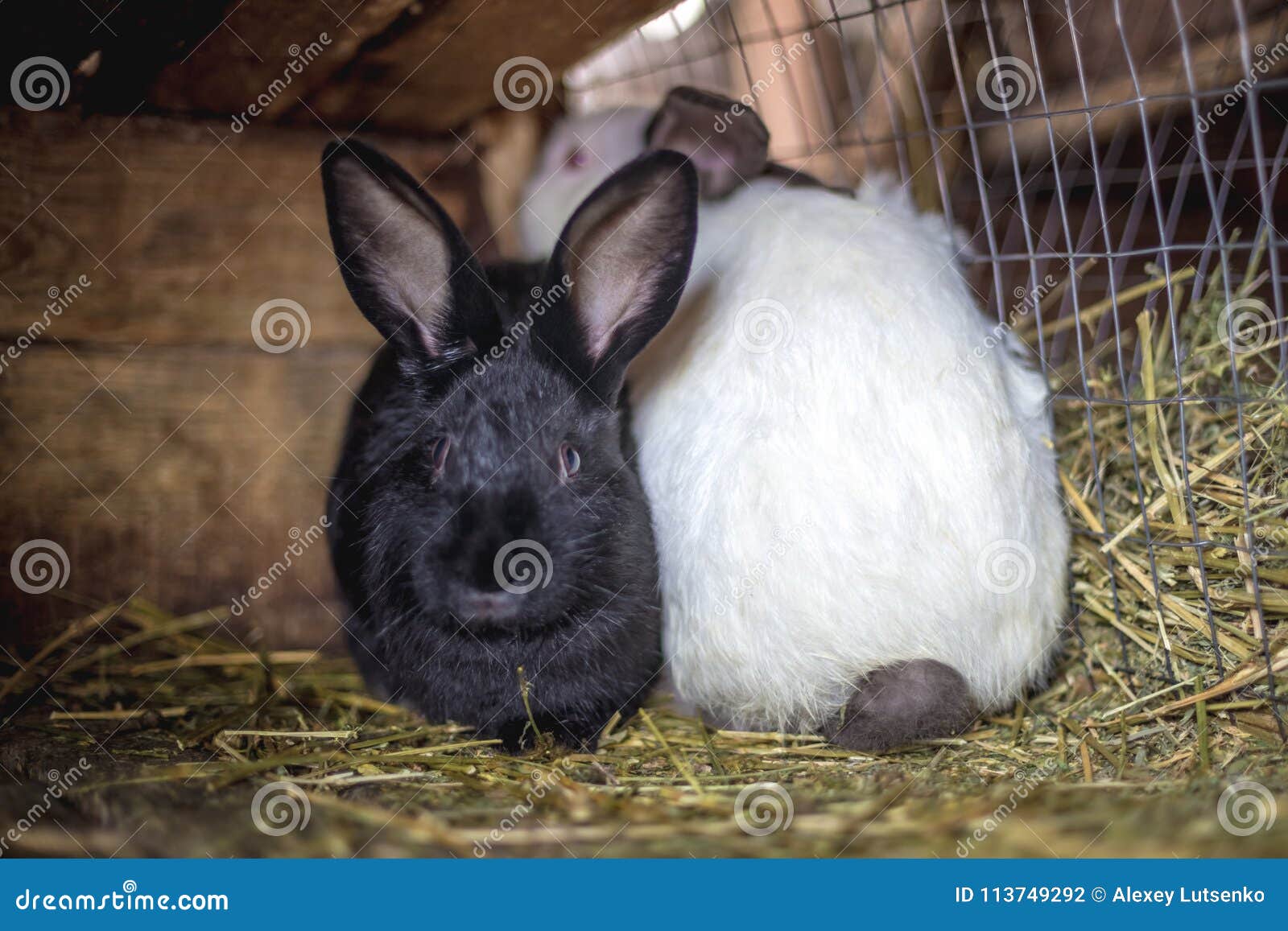 Rabbit in the Cage. Breeding of Domestic Animals. Stock Photo - Image ...