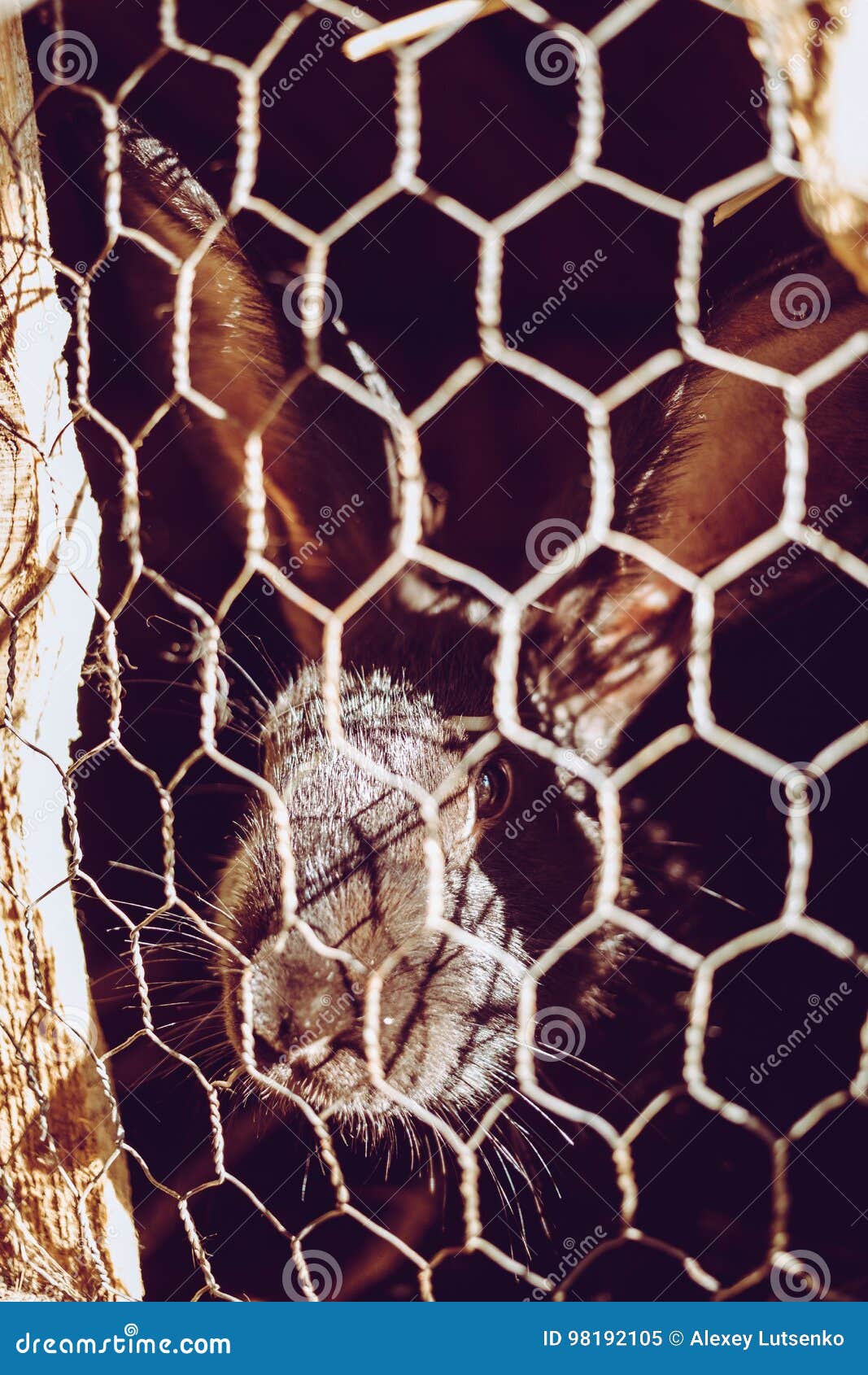 Rabbit in the cage. stock image. Image of animals, hair - 98192105