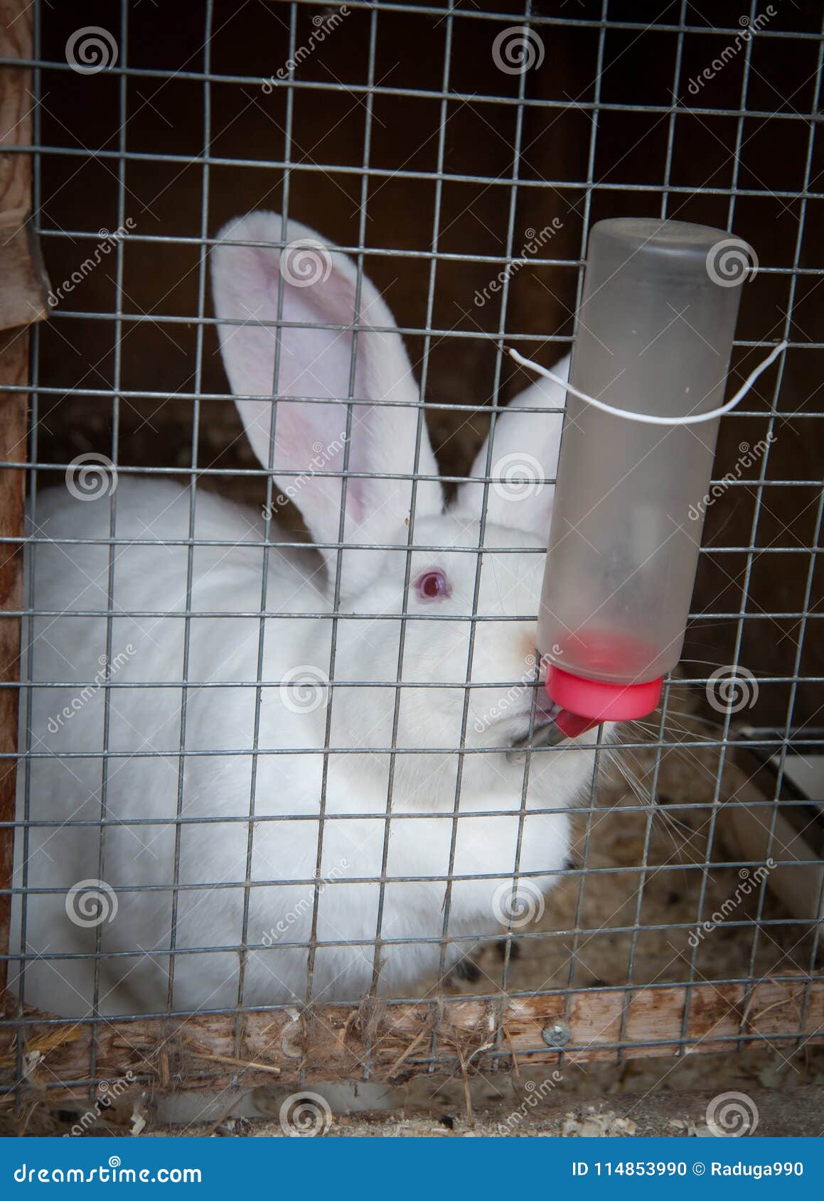 Rabbit in a cage stock photo. Image of nature, cute - 114853990