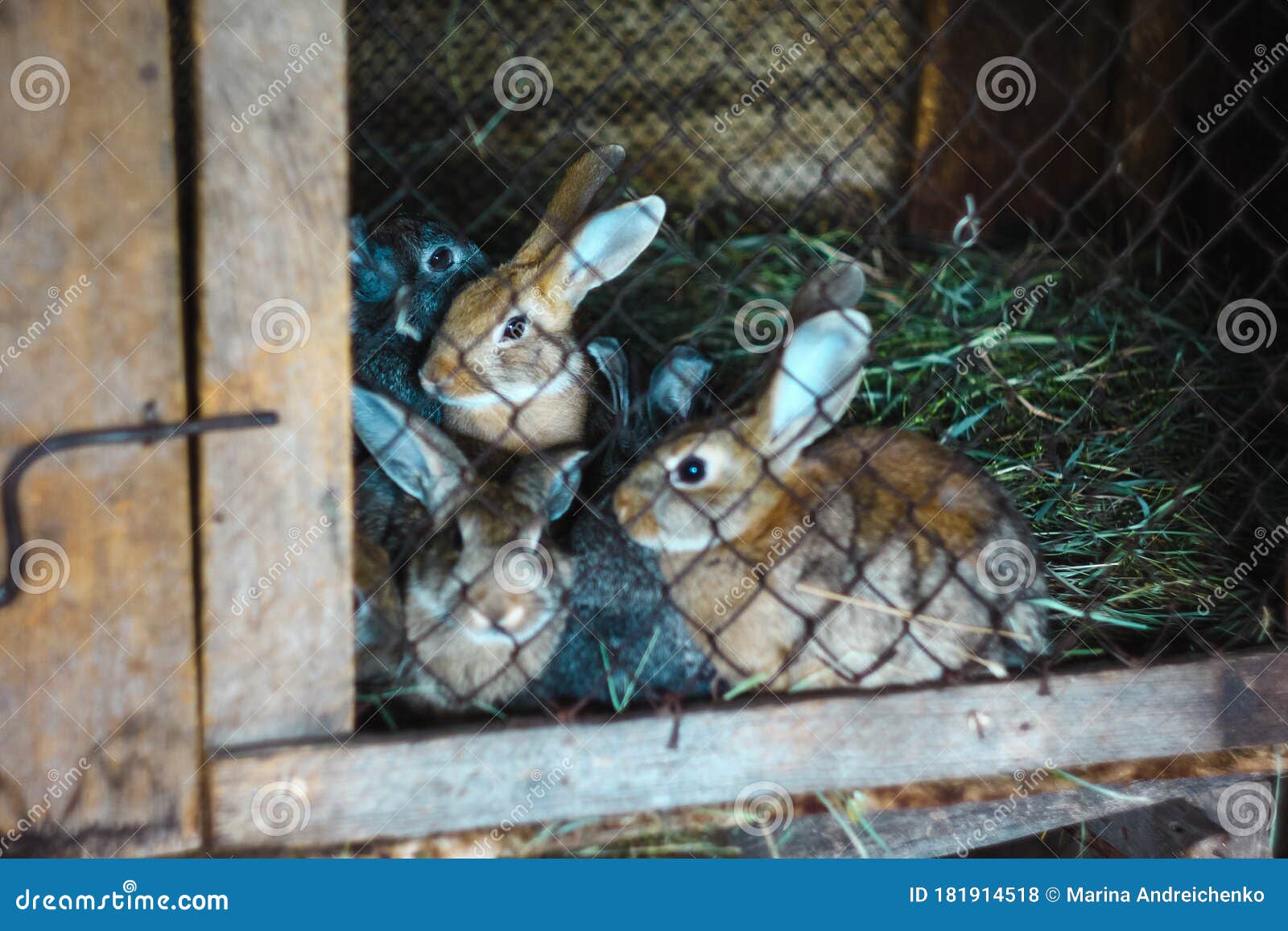 Rabbit in a cage stock photo. Image of cute, grass, pumpkins - 181914518