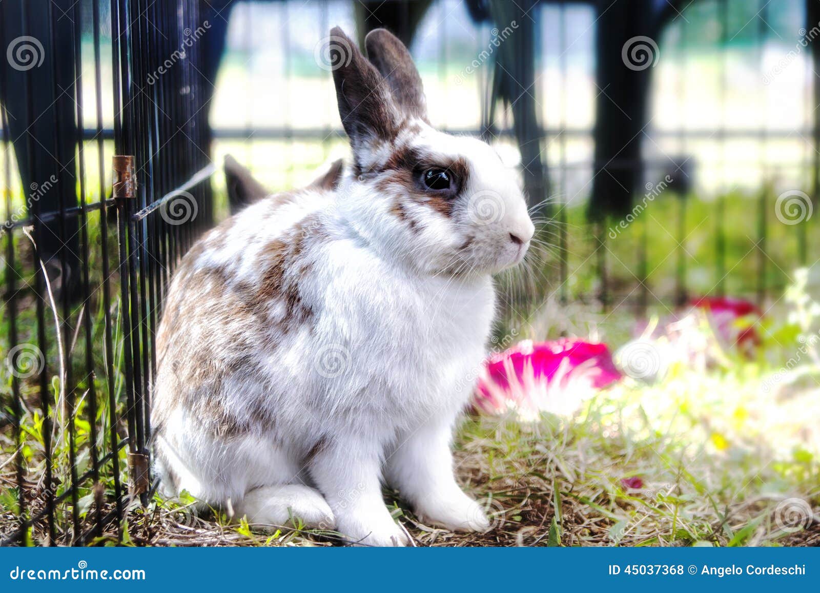 Rabbit in the cage. Bunny. stock photo. Image of environment - 45037368