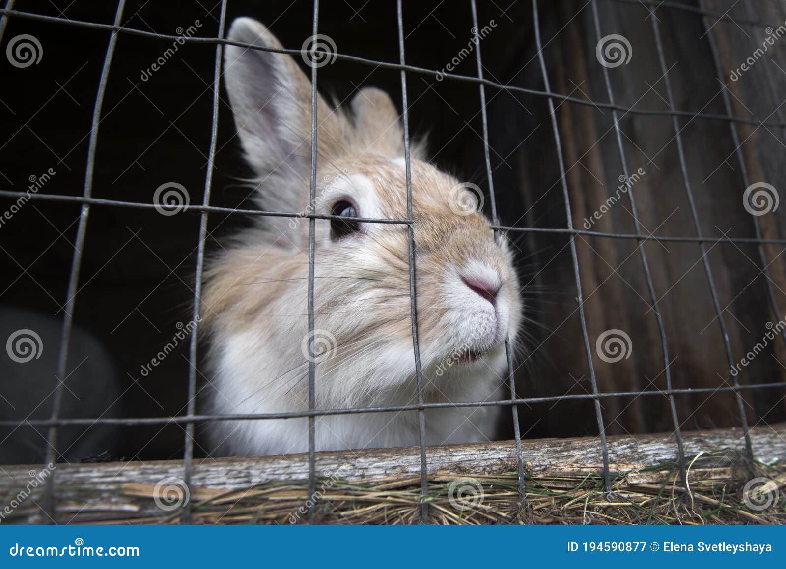 Rabbit in a Cage Close Up. Rabbit in the Zoo Stock Image - Image of ...