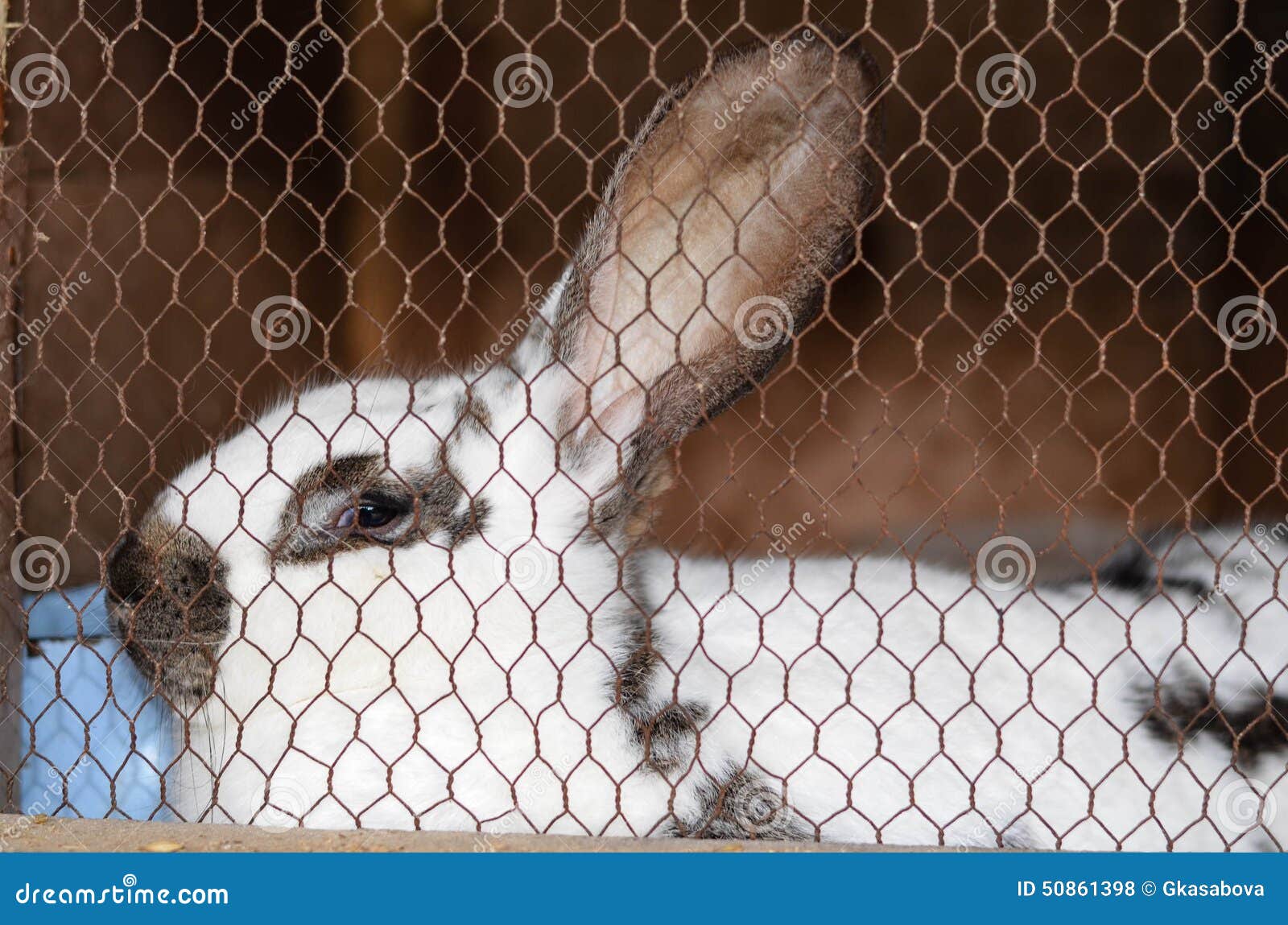 Rabbit in a cage stock photo. Image of cramped, greece - 50861398