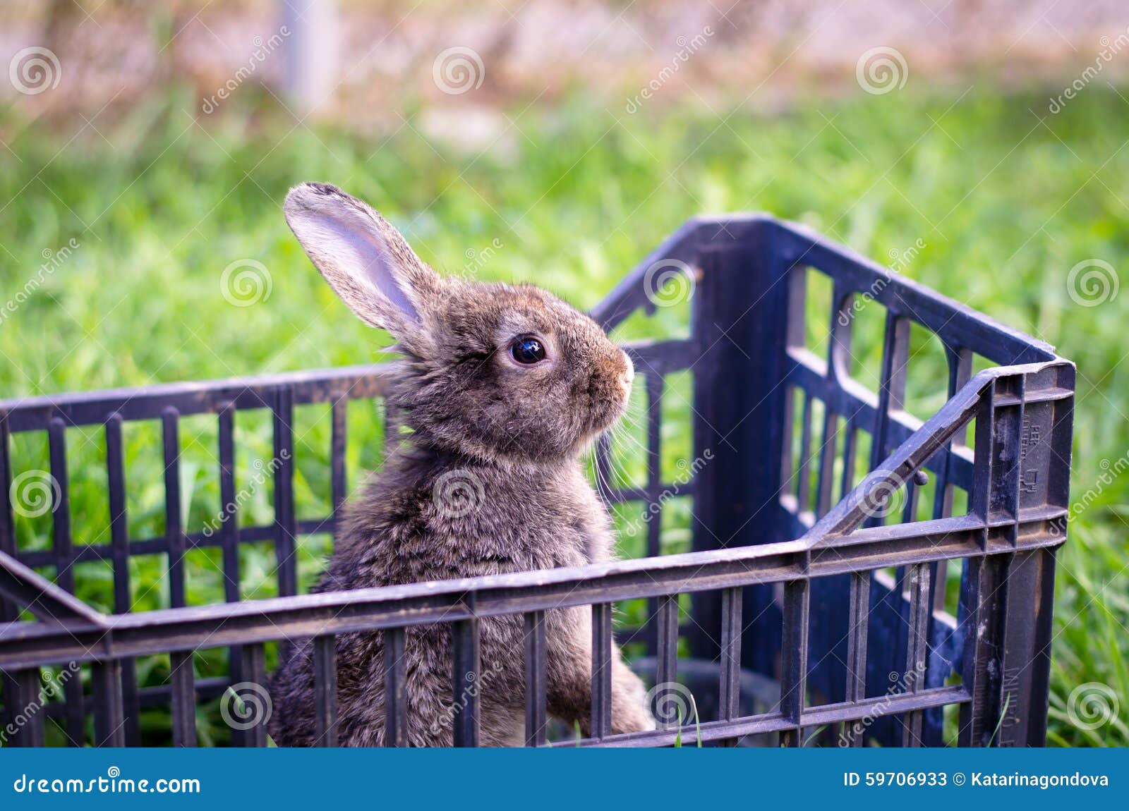 Rabbit in cage stock image. Image of animal, young, little - 59706933