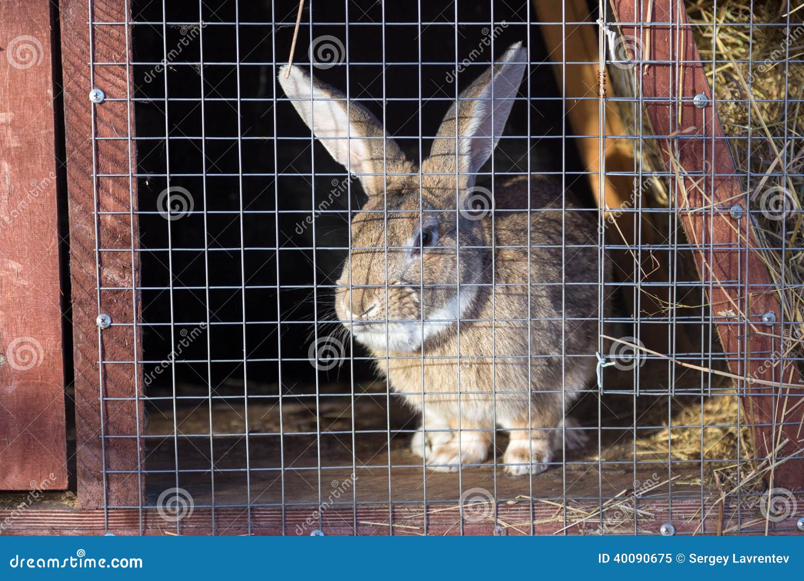Rabbit in a cage stock image. Image of husbandry, rabbits - 40090675