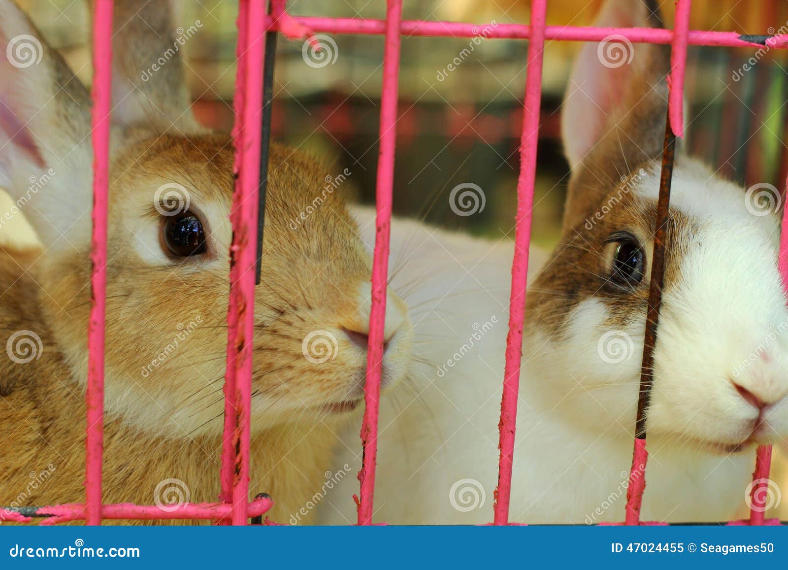 Rabbit in a cage. stock image. Image of playful, cage - 47024455